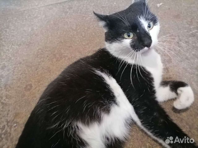 Кот роскошный ласковый 3 года