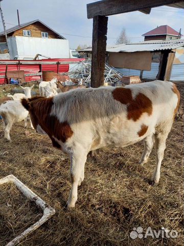 Корова хорошая высокоудойная