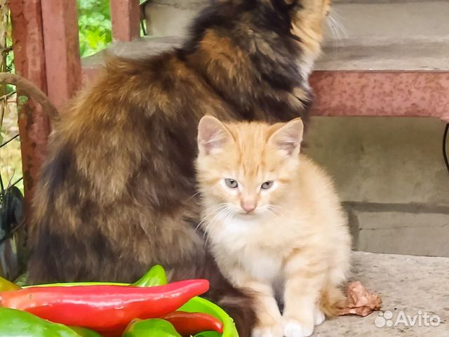 Милые котята в добрые руки