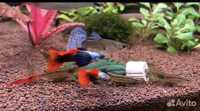 Гуппи Дамбо Ред Платина