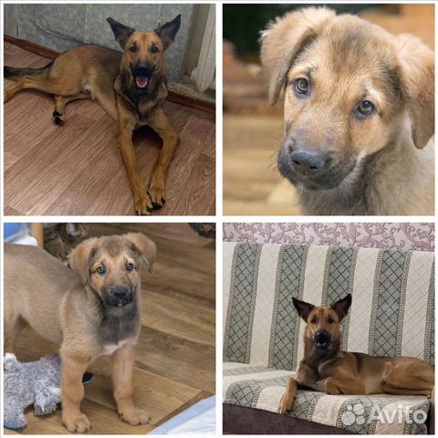 Собака Януш от которого отказались хозяева, 1 год