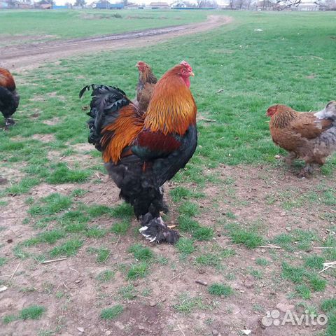 Брама куропатчатая Петух