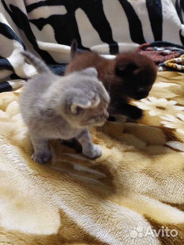Шотландские котята