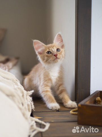 Котенок Фенек