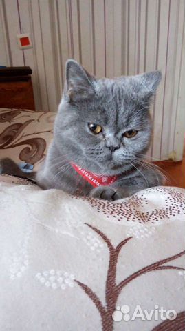 Королевская Британка