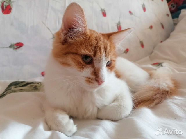 Котик в дар (3.5 месяца)