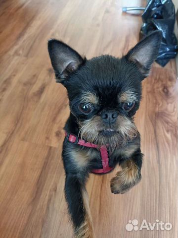 Бельгийский гриффон