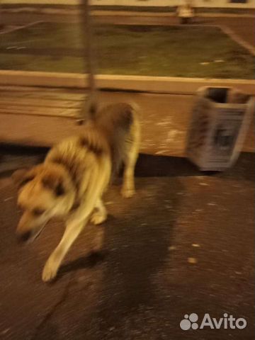 Найдена собака