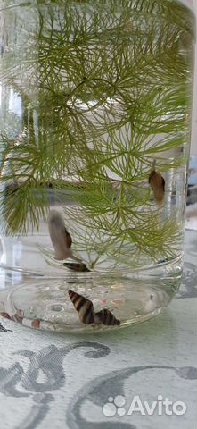 Улитка хелена