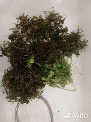 Аквариумные растения