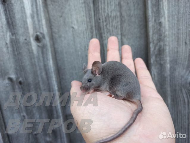 Голубые мышки мальчики и девочки