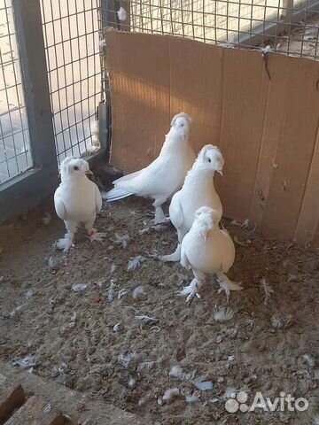 Голуби турецкая такла