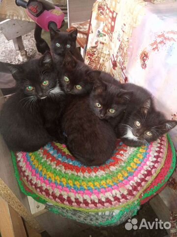 Меняю котенка на шоколад Аленка