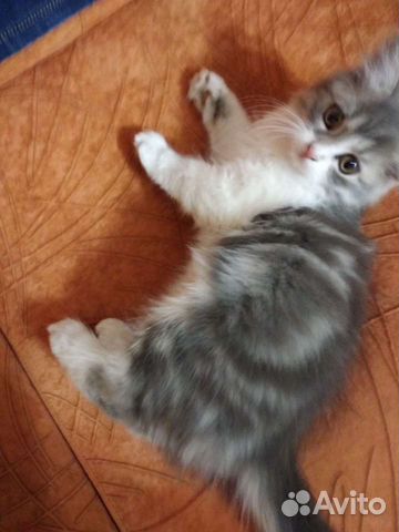 Котик пушистик