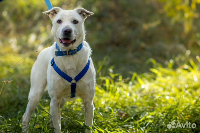 Собака в добрые руки