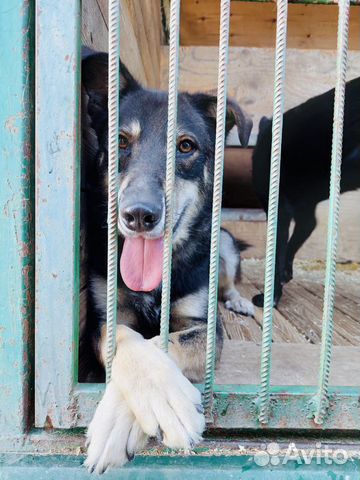 Я умру в приюте