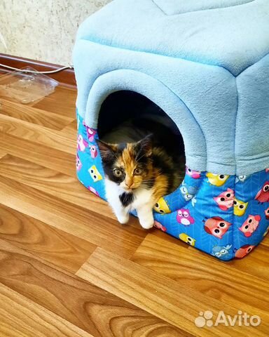 Котенок Плюшка