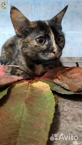 Отдадим котенка