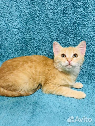 Рыжик котенок