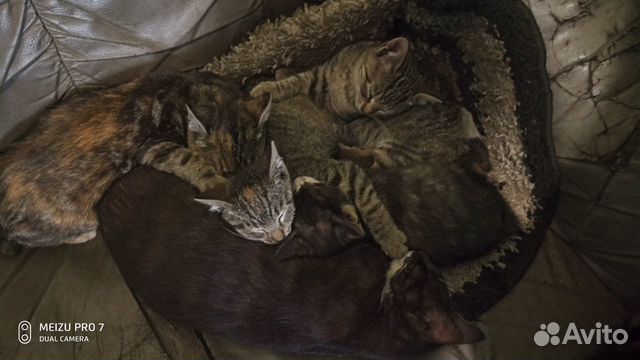 Котята в добрые руки