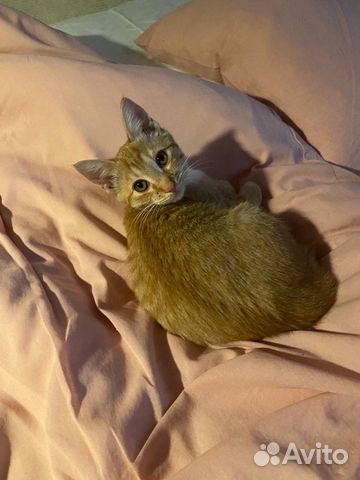 Котенок Барса
