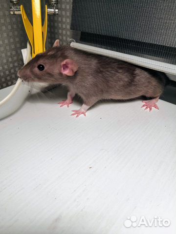 Продаю крысу девочку