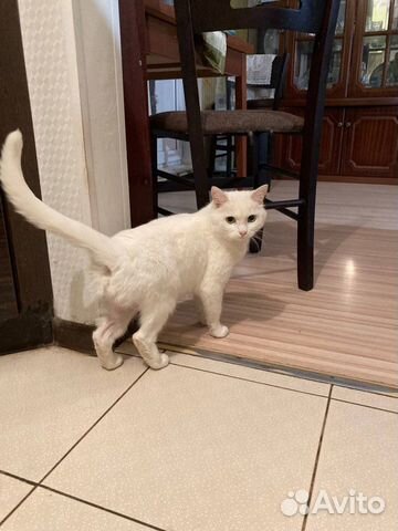 Груня, девочка 8 лет, стерилизована