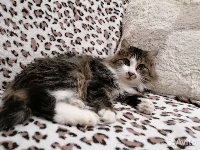 Котик Лион, кастрирован