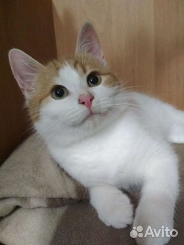 Котенок Рыжее пятнышко в добрые руки