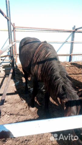 Кони на откорме