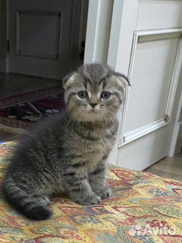Шотландские вислоухие котята