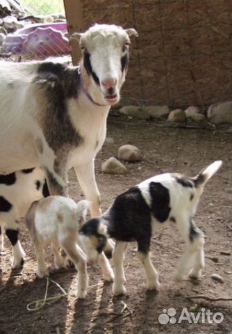 Коза нубийская