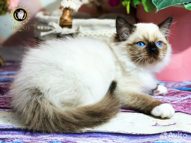 Чистокровный рэгдолл с идеальным характером