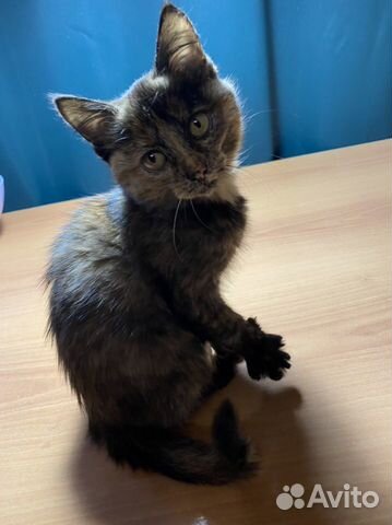 Кошечка в добрые руки