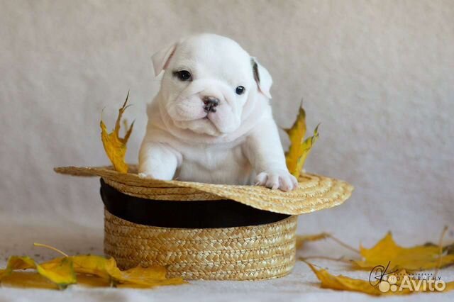 Щенок английского бульдога