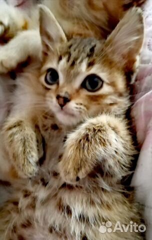 Кошечка 2 мес. в добрые руки