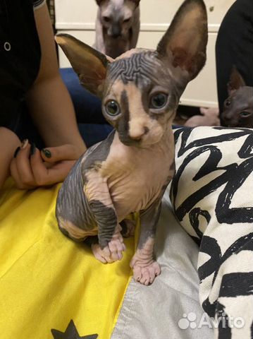 Канадский сфинкс