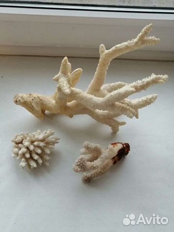 Коралл балянус