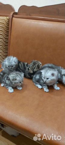 Шотландские вислоухие комочки