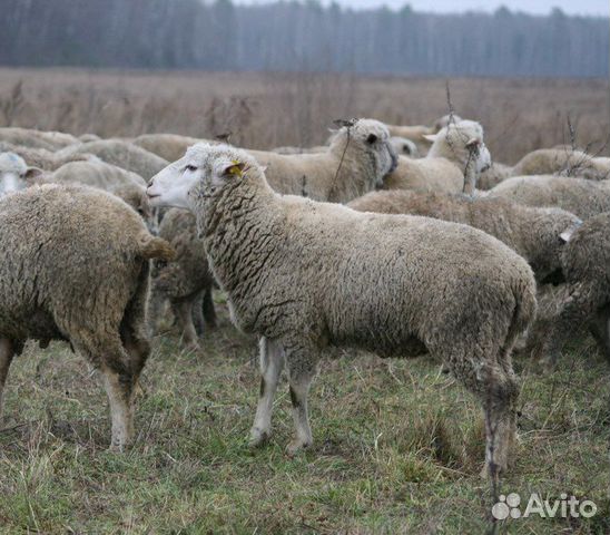 Продается ягнята этого года от 7-10 мес