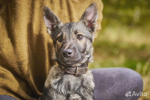 Мини овчарка Роза ищет семью