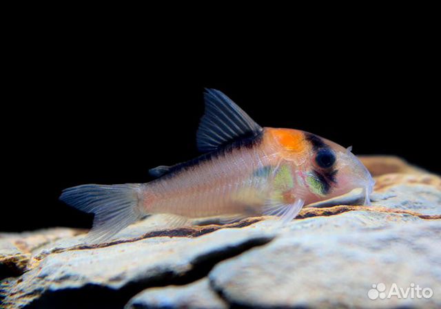 Коридорас Адольфа