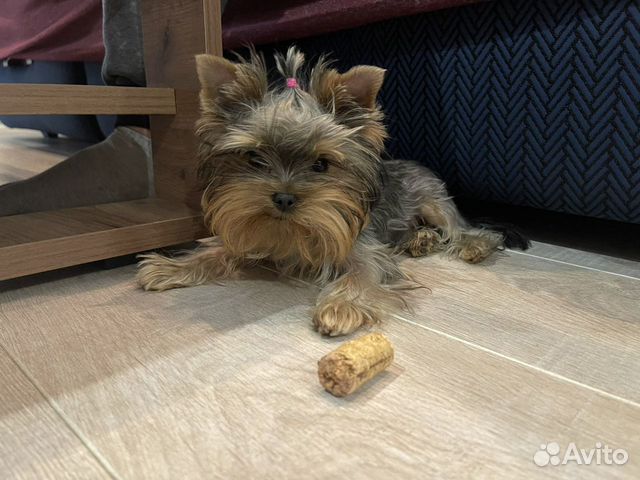 Йоркширский терьер мини 5 месяцев