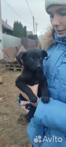 Маленькая пуговка ищет дом