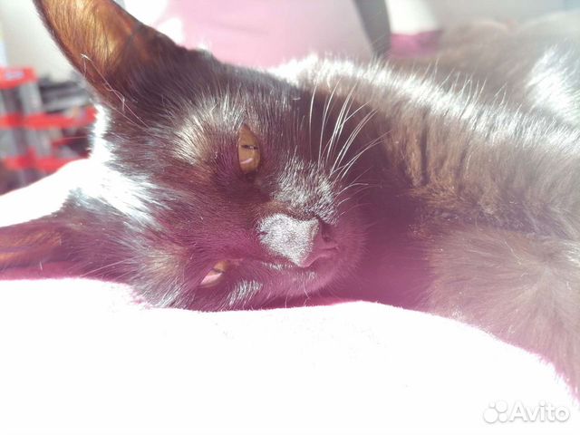 Кот
