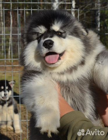 Кобель длинник