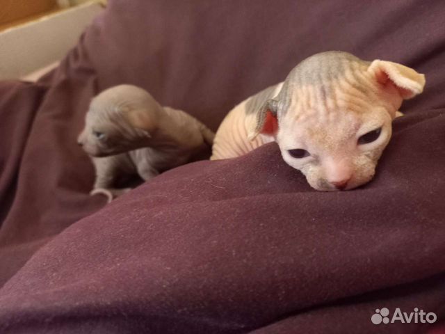 Котята Украинский Левкой