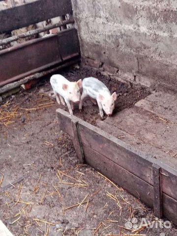 Поросенок ландрас