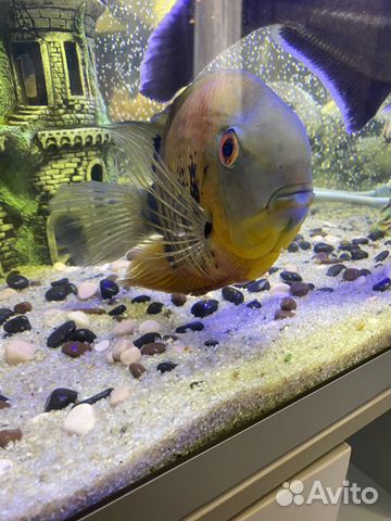 Северум (самец)