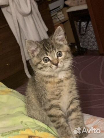 Котенок в дар бесплатно